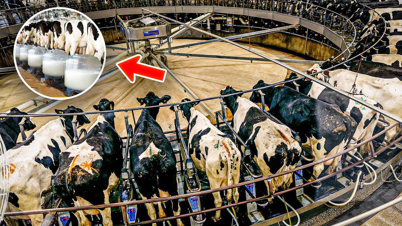 SHOCKING Indoor Cow Farm Harvests BILLIONS Per Year - YouTube