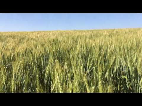 Rüzgarla konuşan buğday başakları