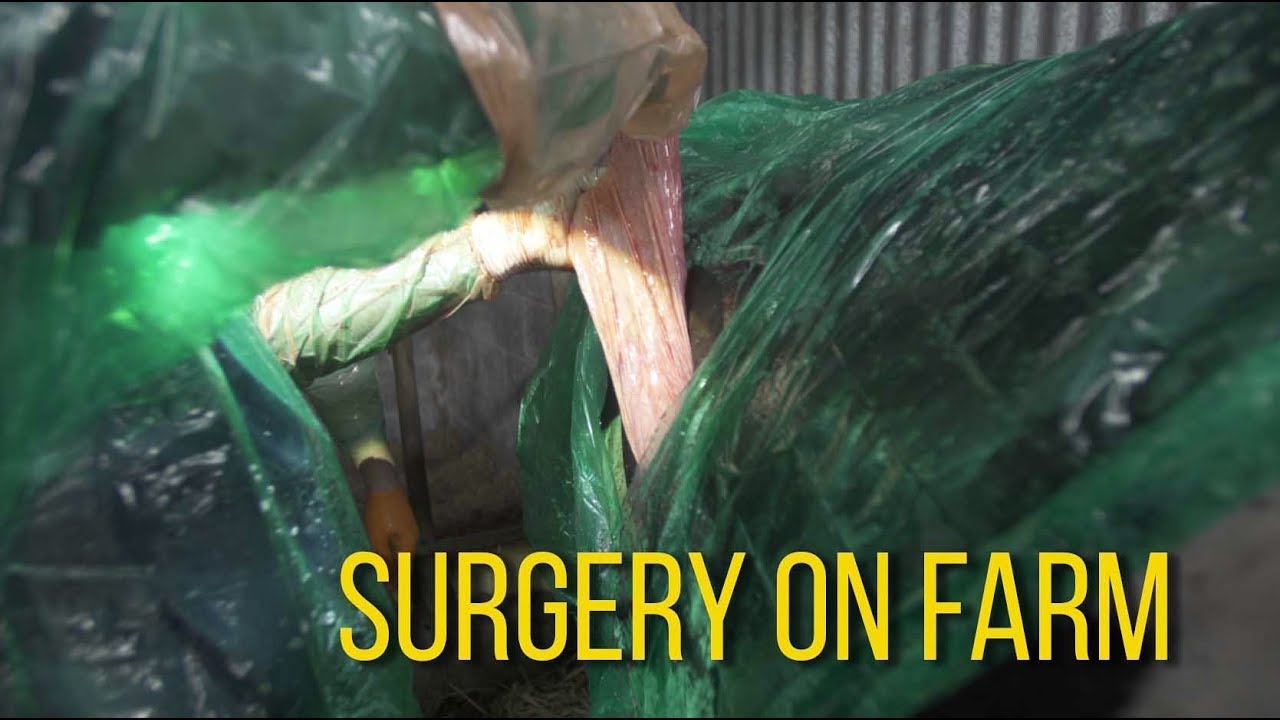 Surgery On Farm LDA - YouTube