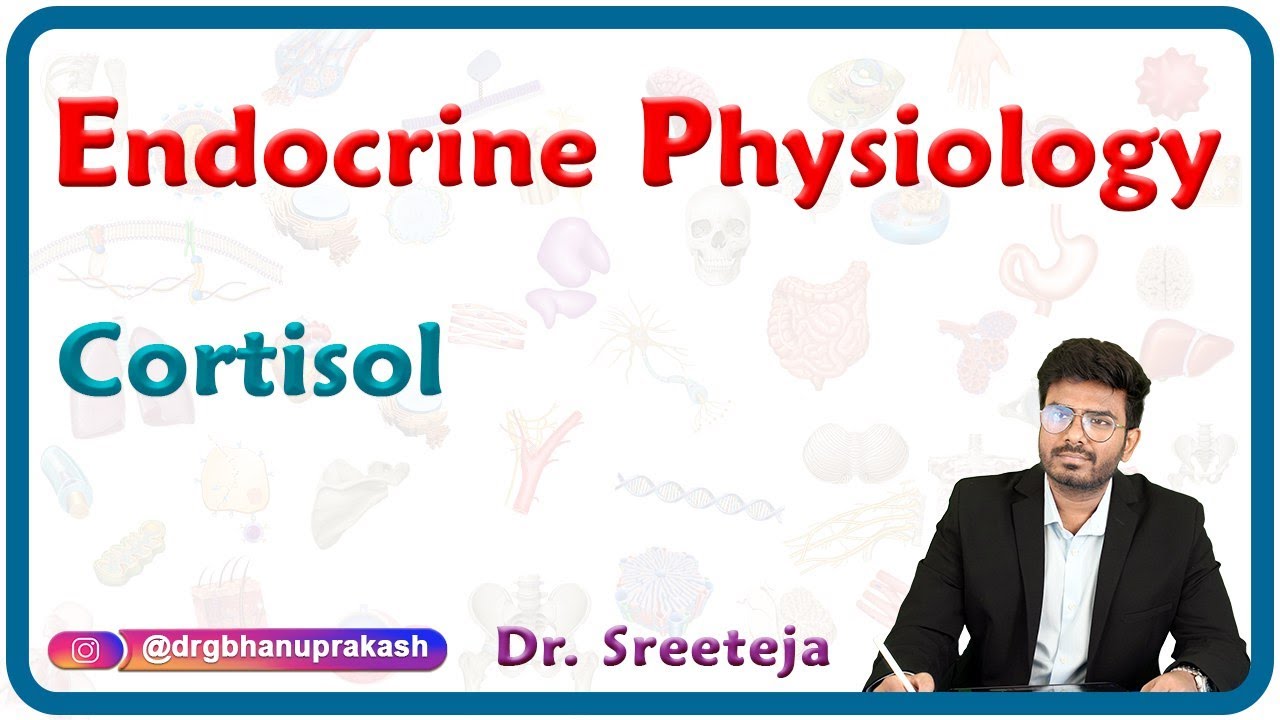 Physiology of Cortisol : Endocrine Physiology USMLE Step 1 - YouTube