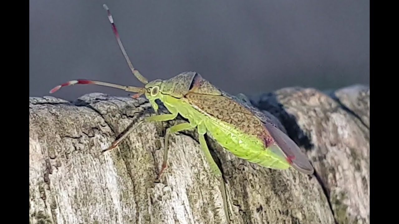 Scentless plant bug - YouTube