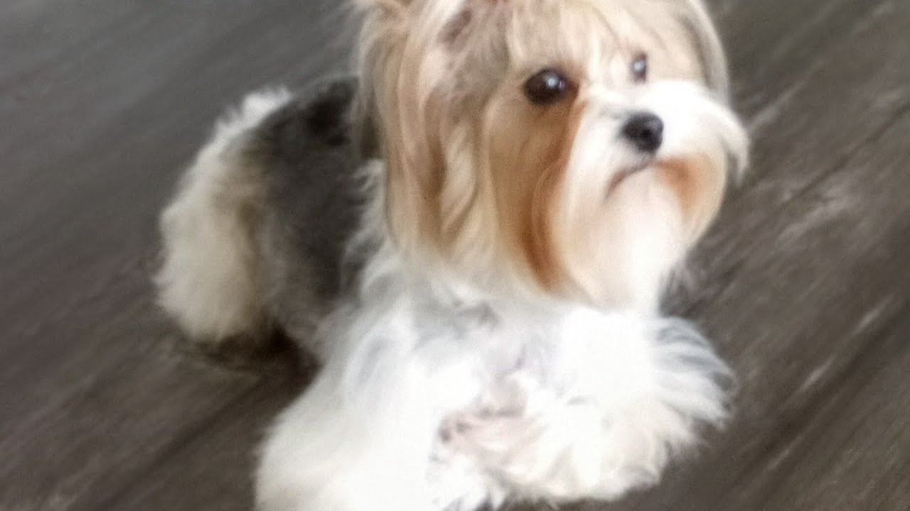 Yorkie dog labor signs (panting) - YouTube