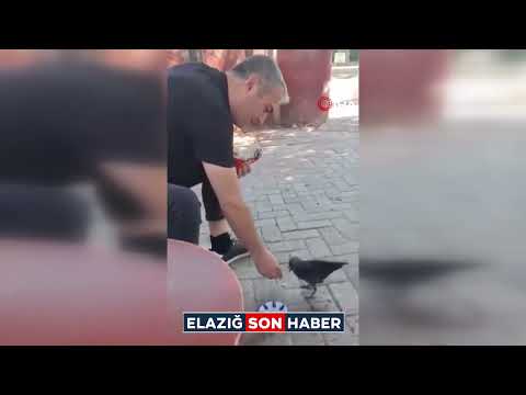 Elazığ’da Bir Vatandaş, Kargayı Elleriyle Besledi