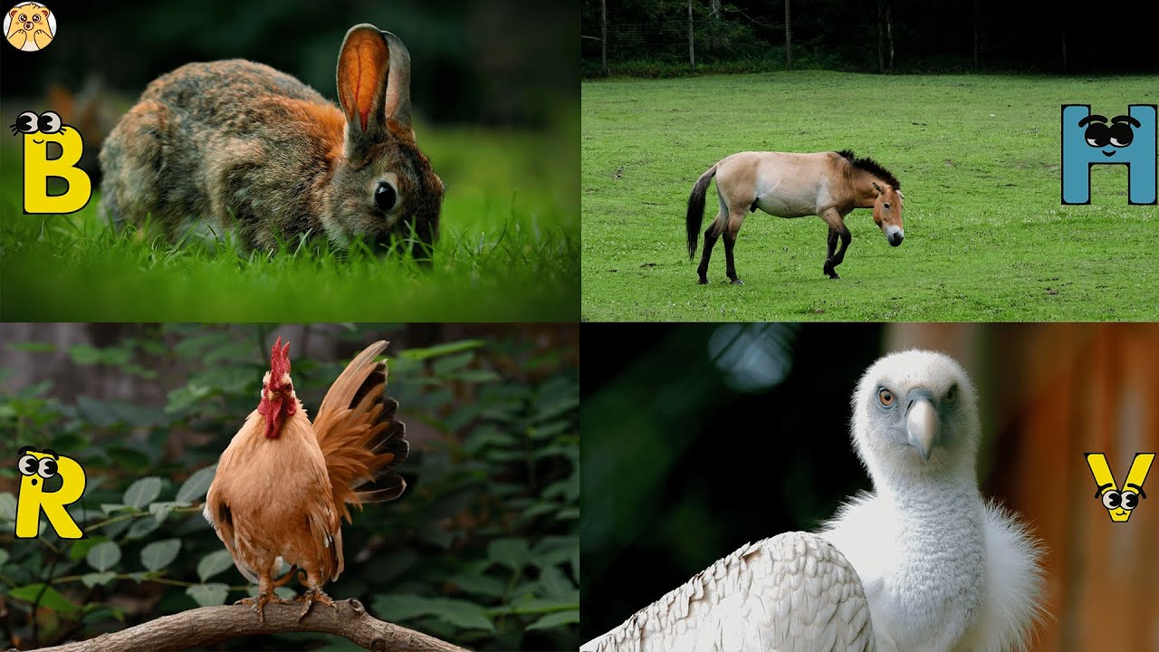 ABC Farm animal Song🐓| Learn Alphabets, English and Animals for Kids ...