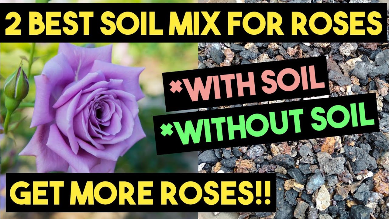 2 Best Potting Mix For Roses | Soil Mix | Roses in Cinder (Full Guide ...