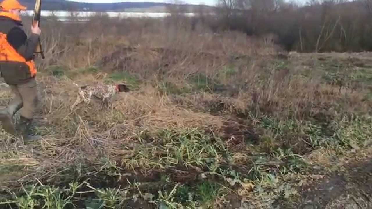 Hunt with German Shorthaired pointer - YouTube