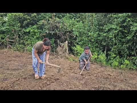 sawv ntxov mus ncaws pav zaub 29/10/2024 - YouTube