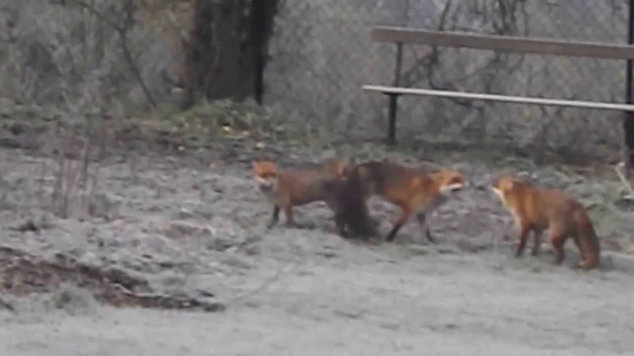 Mating foxes being worried by another fox. - YouTube