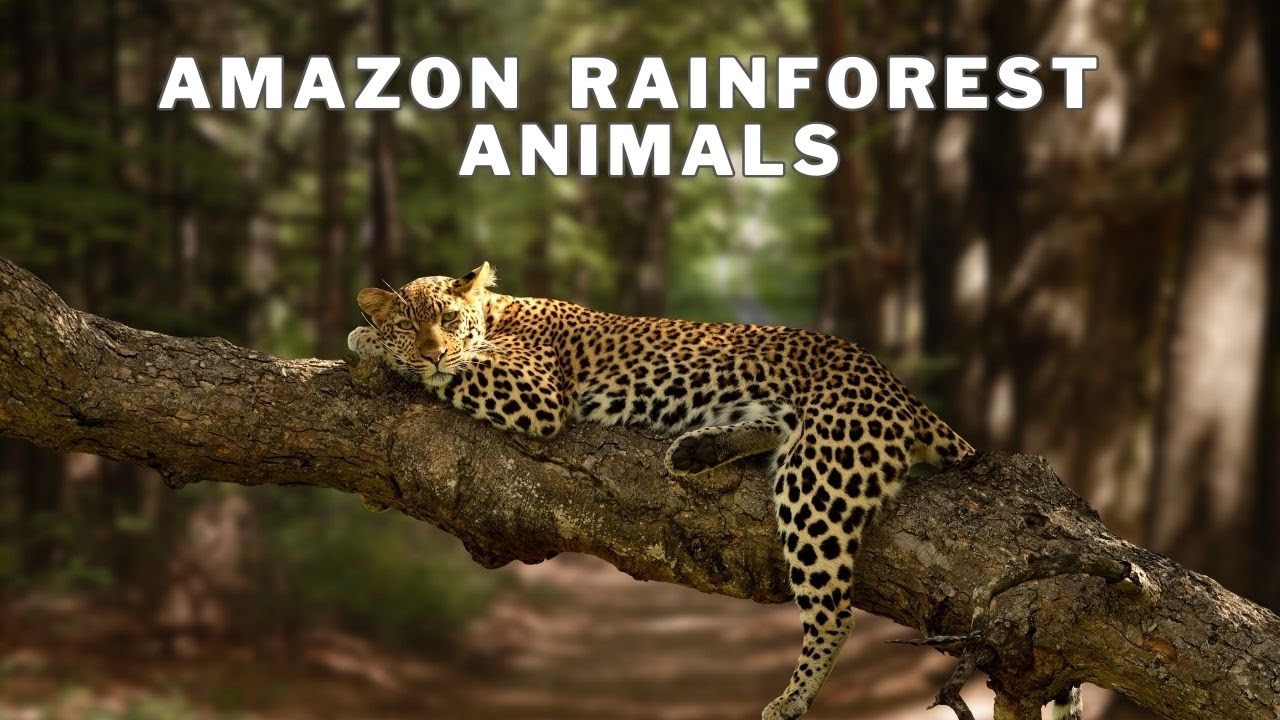 Amazon Rainforest Animals | Most Dangerous Animals of Amazon Rainforest ...