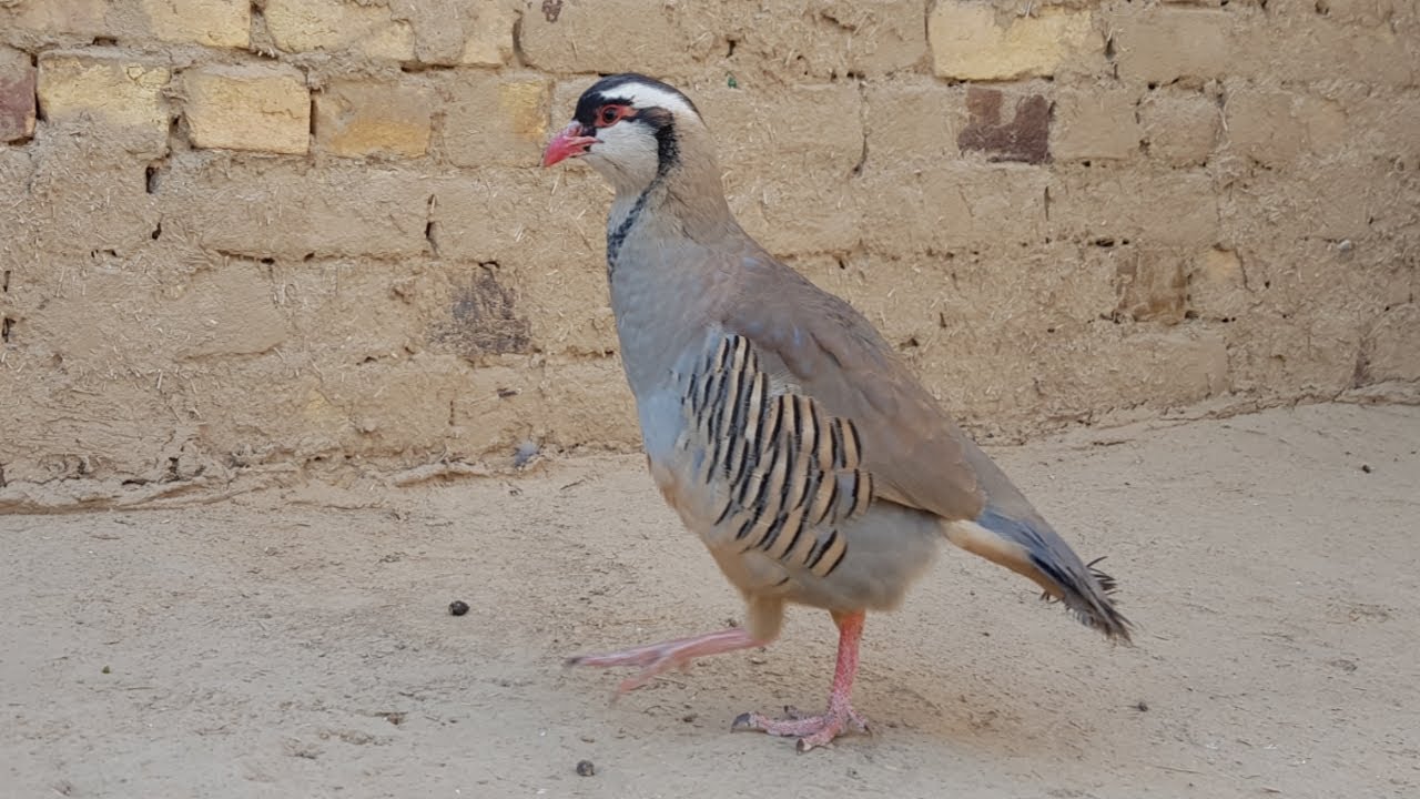 chakoor partridge cross || chakor - YouTube