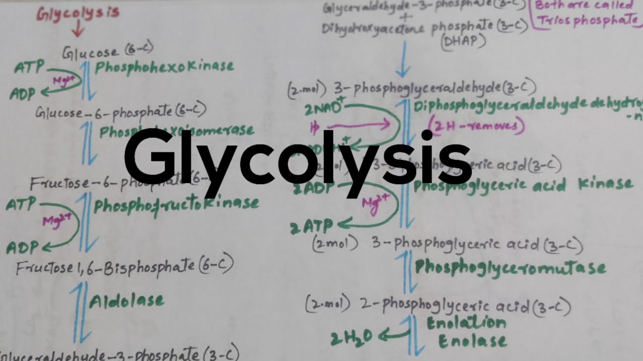 Glycolysis (EMP Pathway) - YouTube