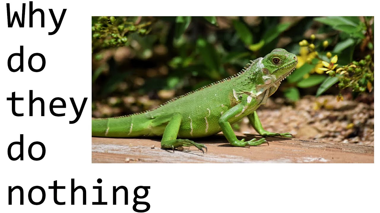 Why do some animals do nothing - YouTube
