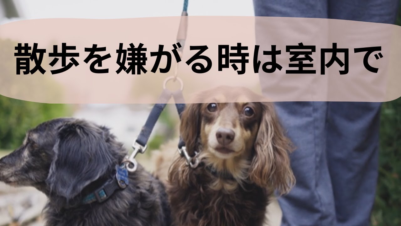 Indoor Activities For Older Dogs That Don t indoor-activities-for-older-dogs-that-don-t
