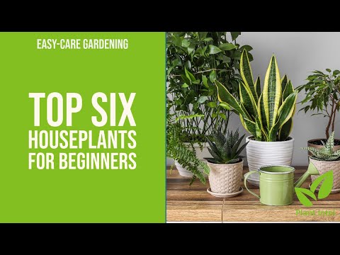 Plant Parenthood 101: Top 6 Houseplants for Beginners - YouTube