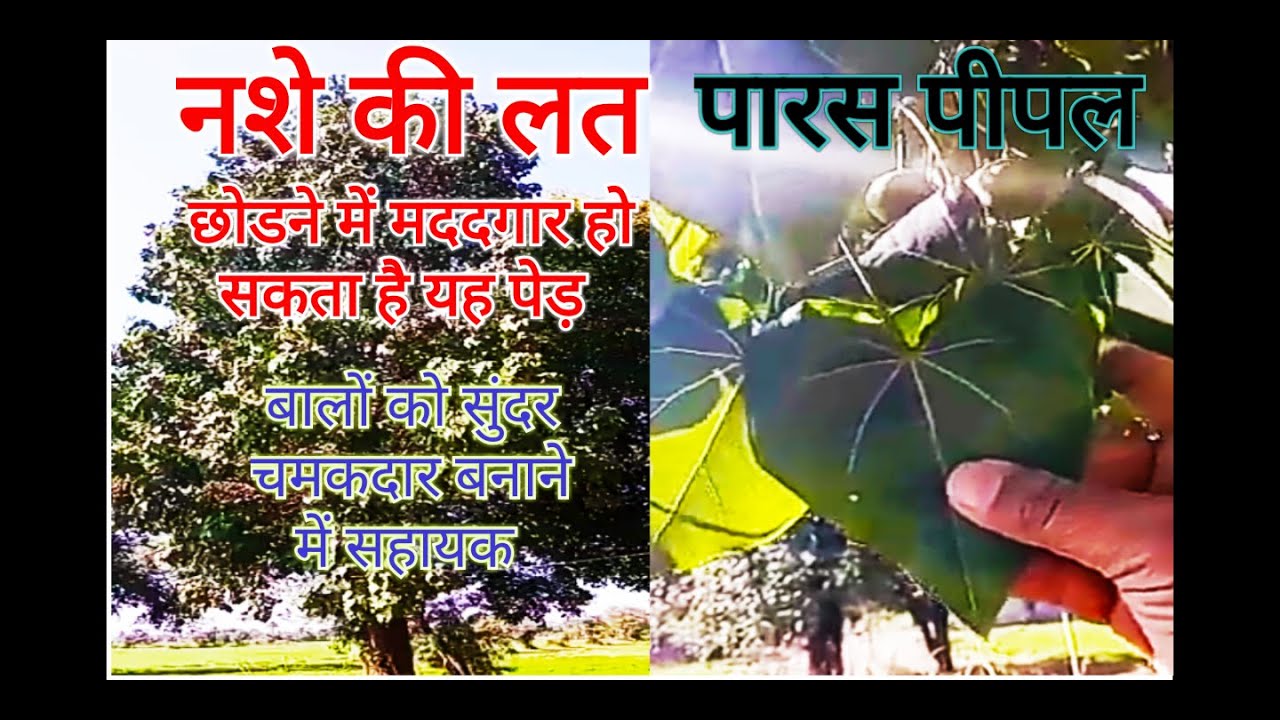 पारस पीपल । Paras pipal । Thespesia populnea - YouTube