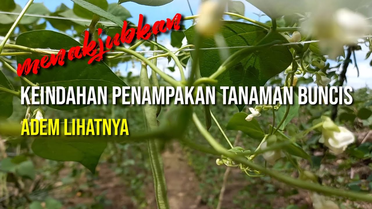 Keindahan tanaman buncis yang mulai berbunga - YouTube
