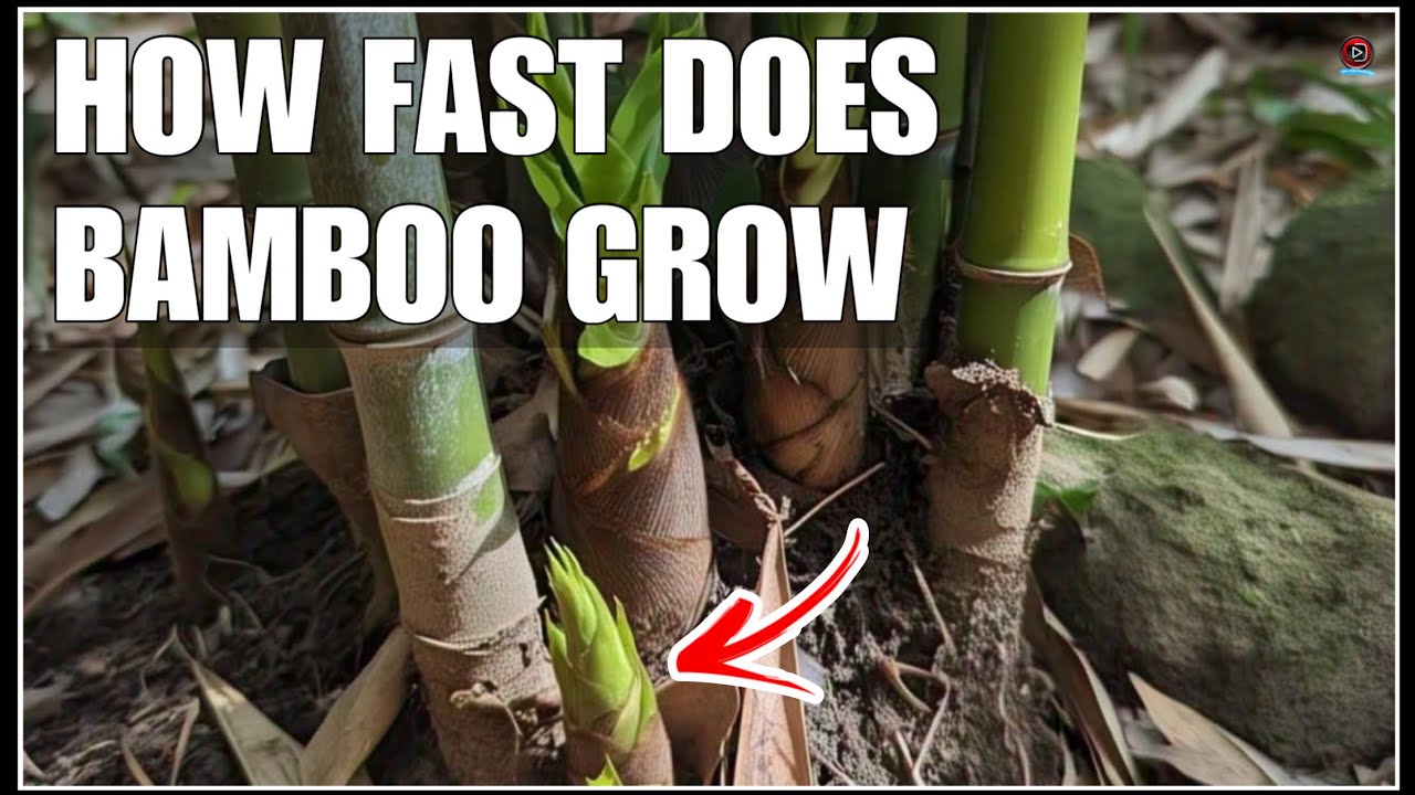 Bamboo; Natures Fastest Growing Wonder - YouTube