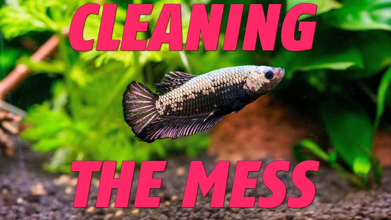 Ep. 5 - CLEANING UP THE MESS - Betta Tank - No Ferts, No CO2 - 9 Gallon ...