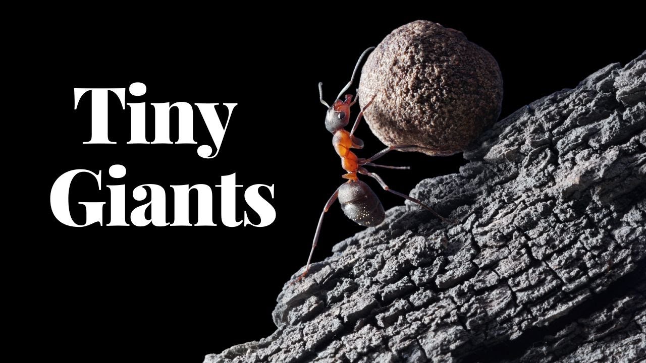 Secrets of the Tiny Giants | The Fascinating World of Ants Revealed ...