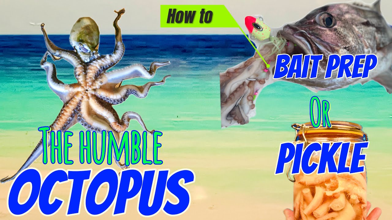 Octopus | How To Bait Prepare + Pickle - Catch and Cook - YouTube