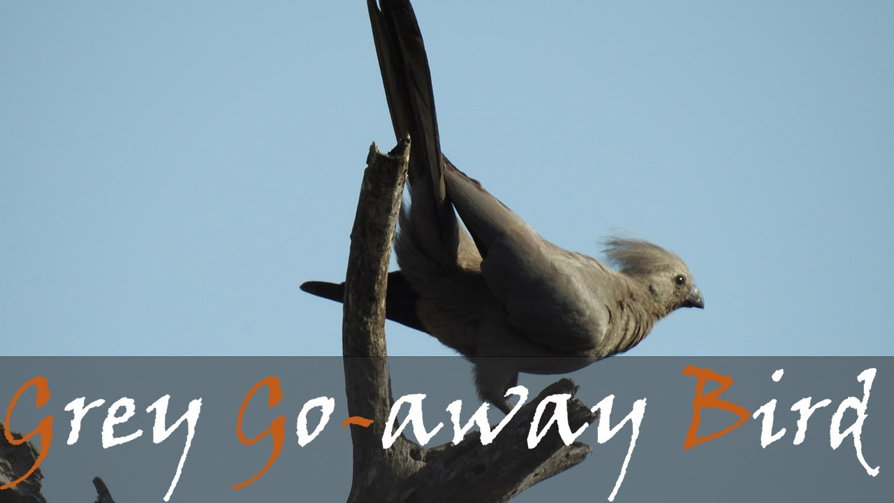 Grey Go-away Bird (Grey Lourie) Bird Call & Video (Crinifer concolor ...