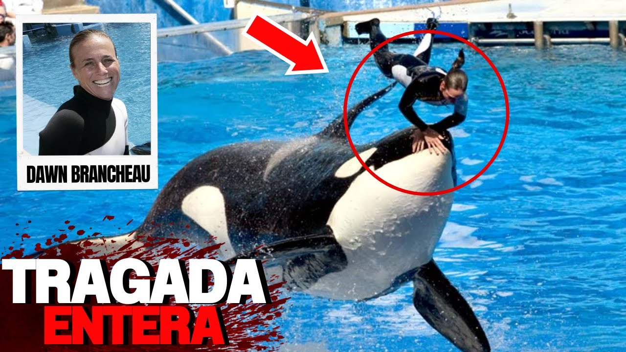 Una Orca se Traga a Dawn Brancheau en Seaworld - YouTube