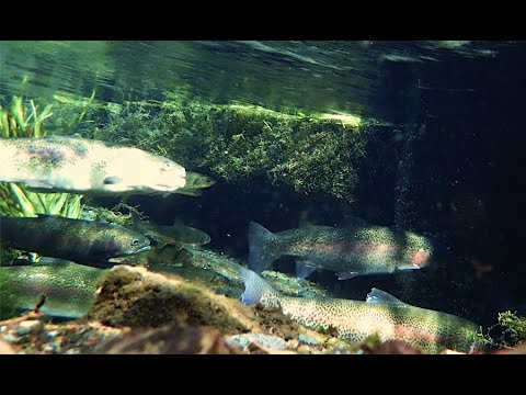 ニジマス Rainbow trout Oncorhynchus mykiss ウグイ Japanese dace Tribolodon ...