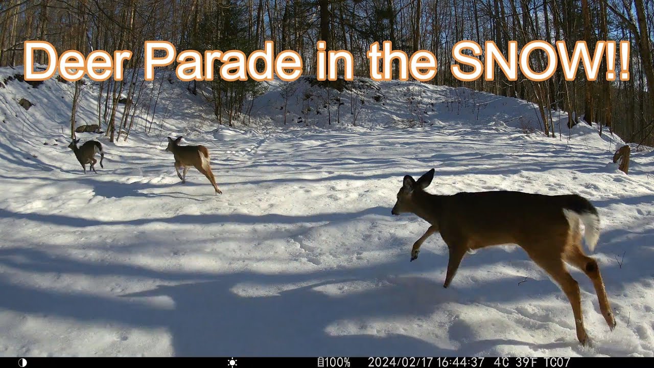Deer Parade in the Snow! - YouTube