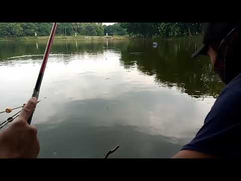 Mancing Nila Di Danau Tunggilis@baby nila