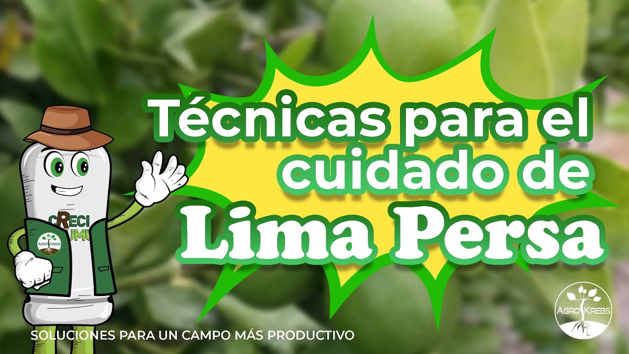 Técnicas para el cuidado de lima persa - YouTube