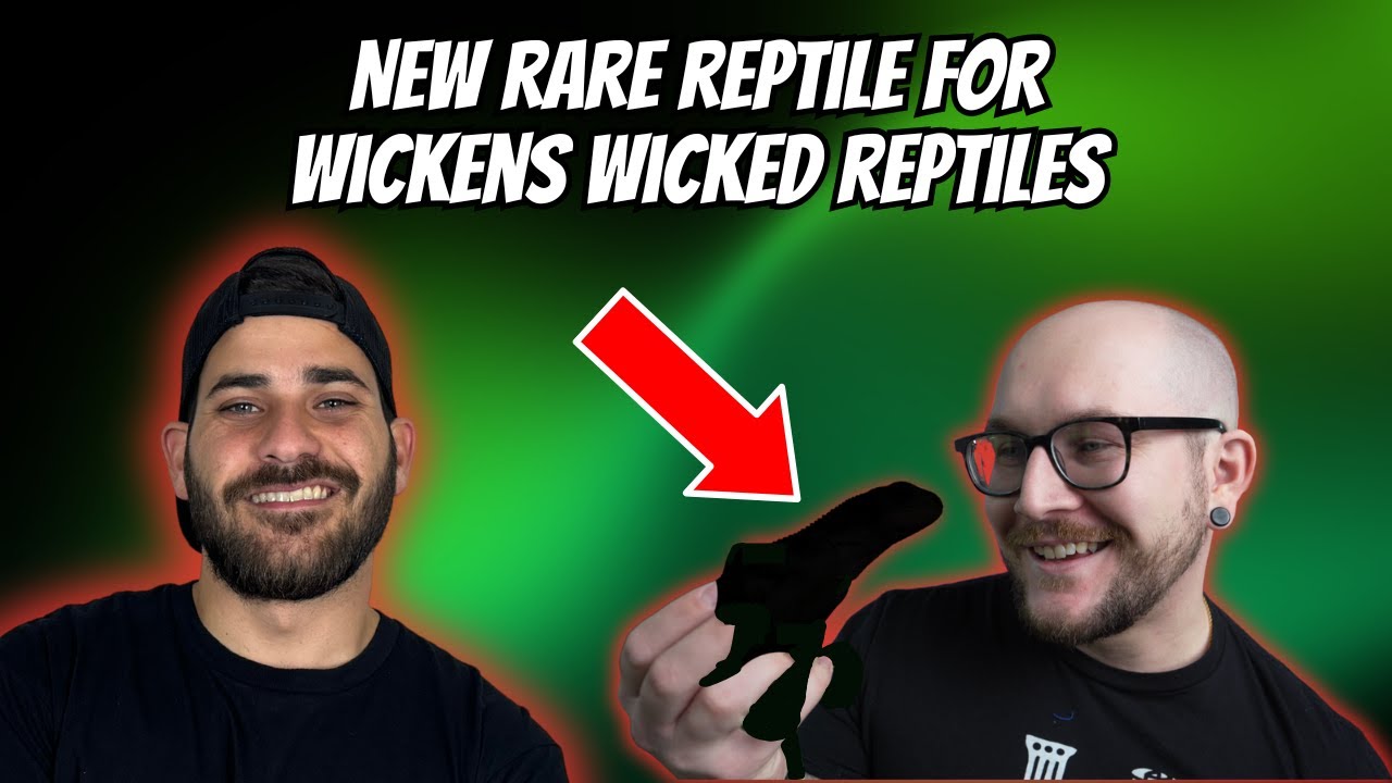 Delivering A Rare Reptile To Wickens Wicked Reptiles!! - YouTube