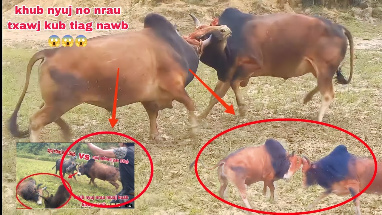 Nyuj sib nraus _ khub nyuj sib txawj kub thiab nrau tau zoo heev nrau ...