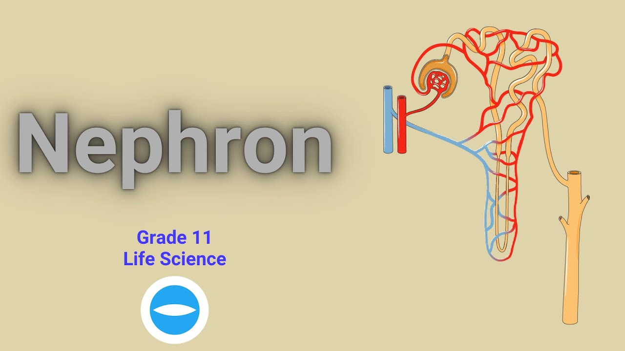 The Nephron structure and functions | Excretion in human | Grade 11 ...
