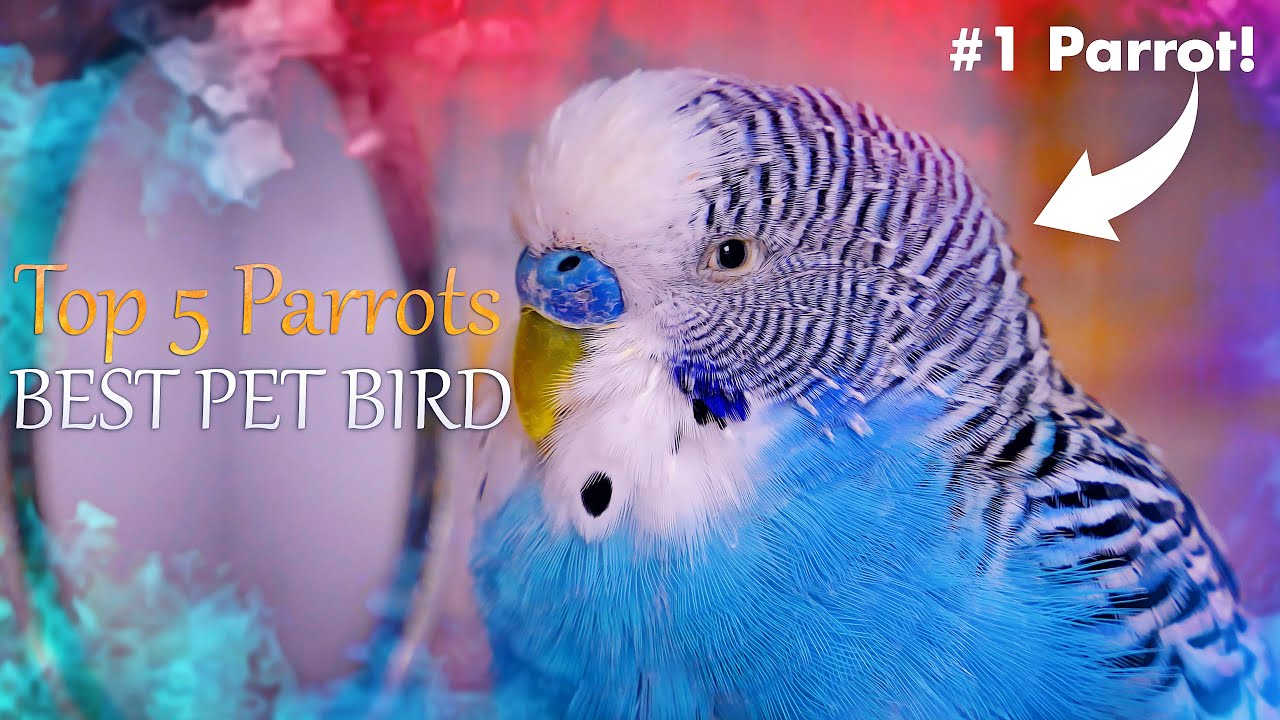 Review of the Top 5 Birds, What is Right for You? - YouTube