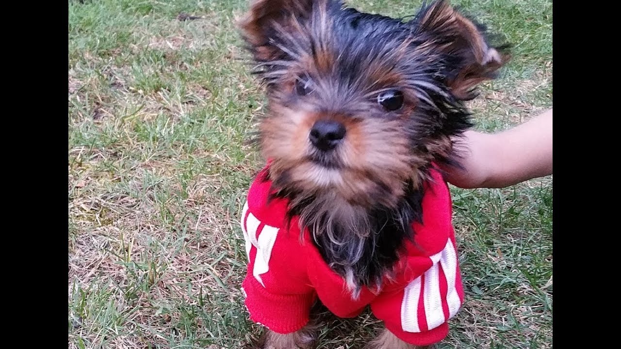 Yorkshire Terrier Mini Welpe / Puppy / Fanny pappy compilation - YouTube