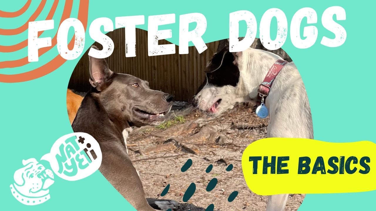 Fostering a Dog: A Complete Guide for an Amazing Experience - YouTube