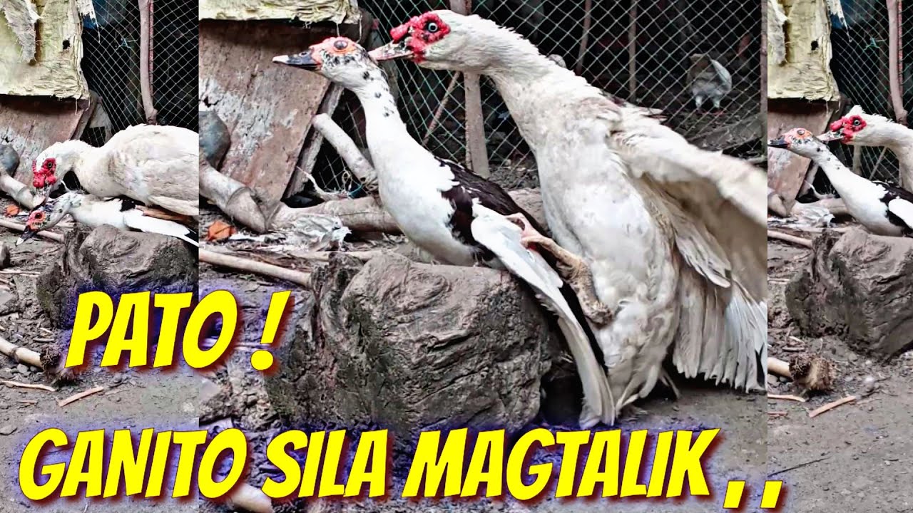 GANITO MAGTALIK ANG MGA PATO #pato #magtalik - YouTube