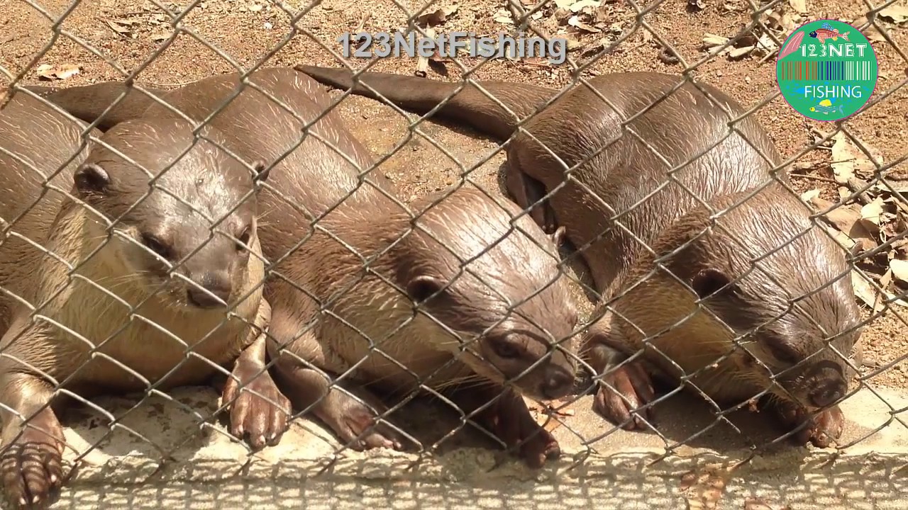 Wildlife documentary animals Videos | Animals documentary monkey ...