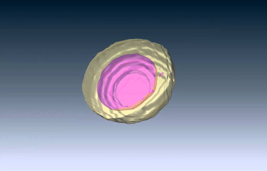 Ignicoccus hospitalis and Nanoarchaeum equitans: ultrastructure, cell ...