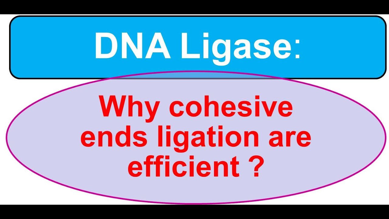Why Cohesive (Sticky) ends ligation is efficient over blunt end CSIR ...