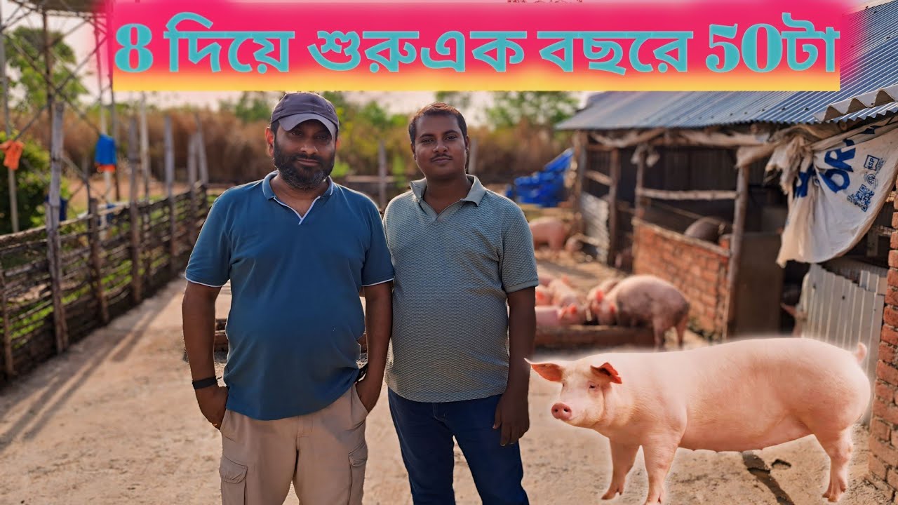 মাত্র 8টি শুকর দিয়ে শুরু এক বছরে 50 টি।pig farm in West Bengal/pig ...