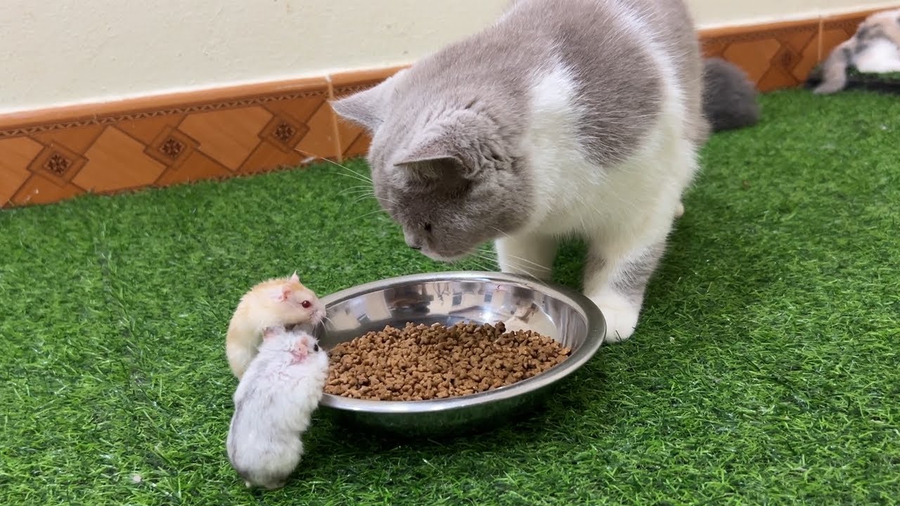 Cute Hamster: Hamsters jump into a cat's food dish and eat with the cat ...