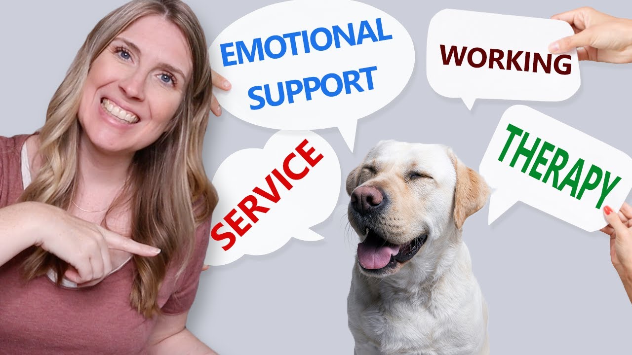 Service Dogs, Working Dogs, Therapy Dogs, Emotional Support Dogs What’s ...