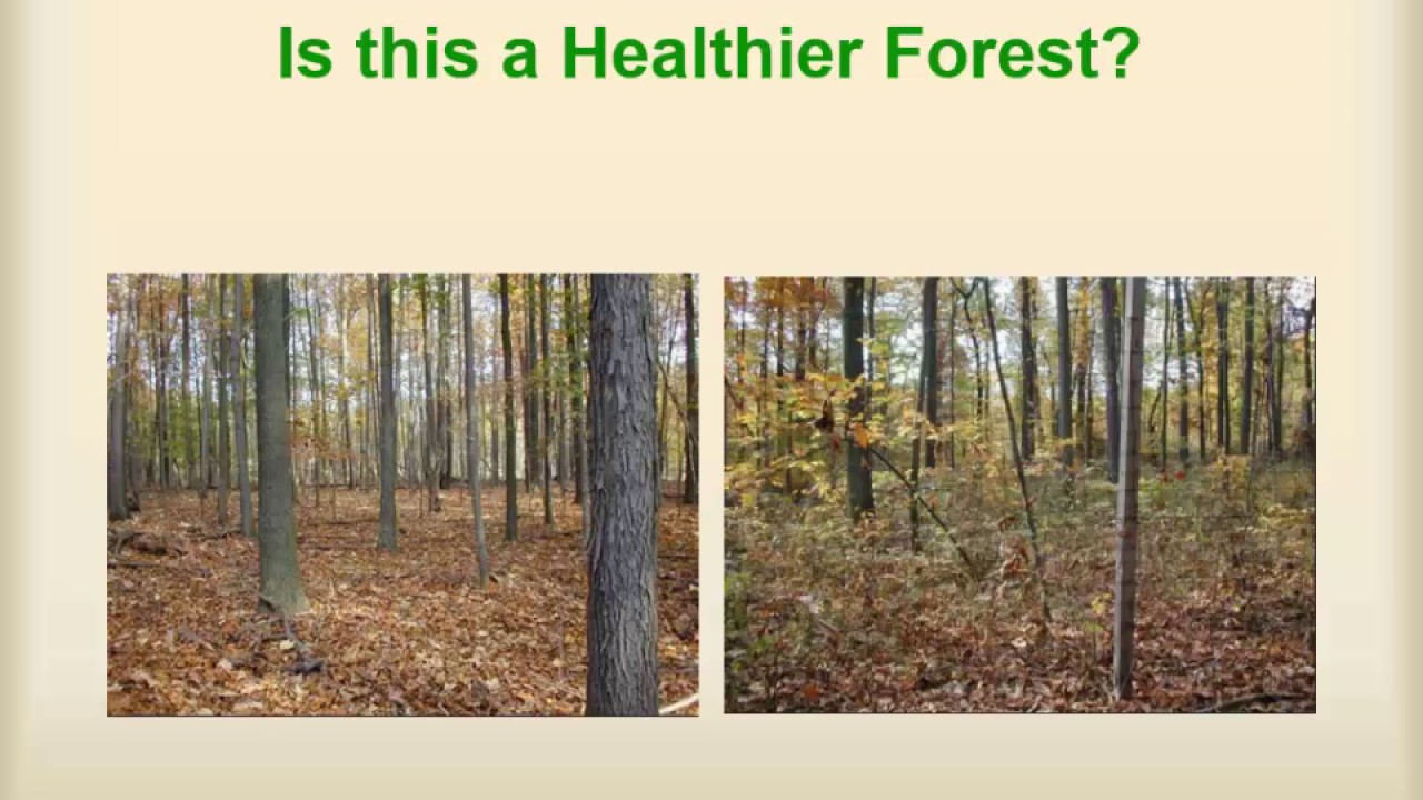 1: What is a healthy forest? - YouTube