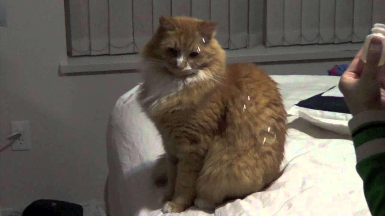 FUNNY Talking Cat Attacking Bubbles!! - YouTube