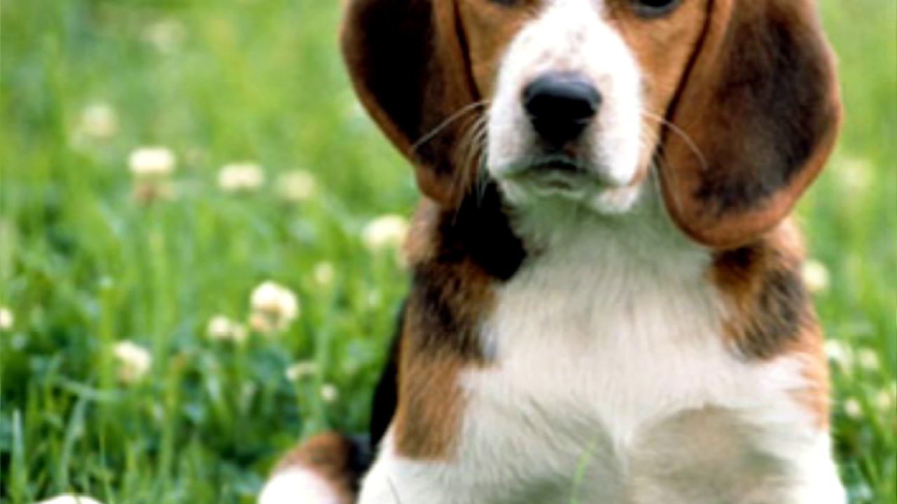 Cățel beagle - YouTube