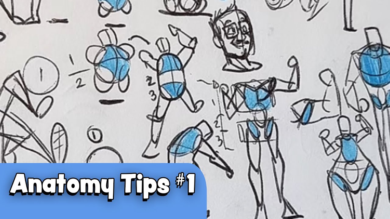 Anatomy Tips for the Body - YouTube