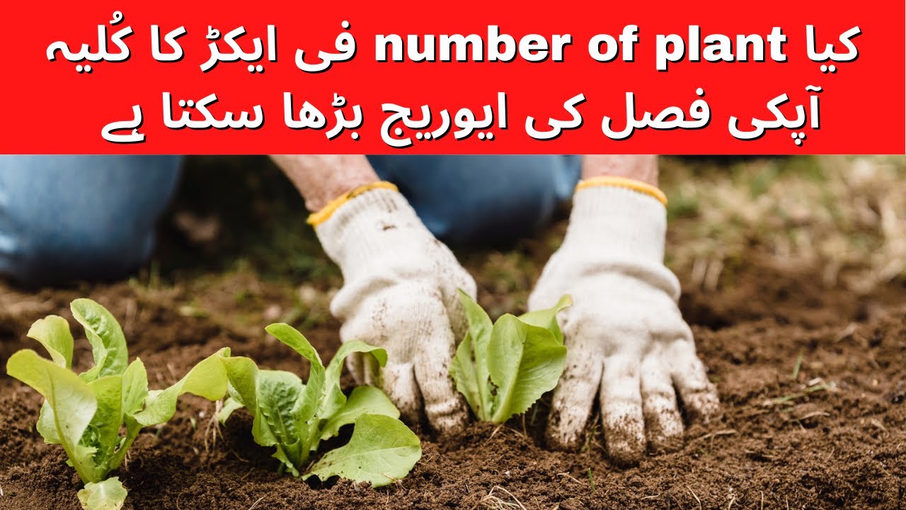 Kiya Number of Plants in One Acre ka kuliya apki Fasal ki Average brha ...