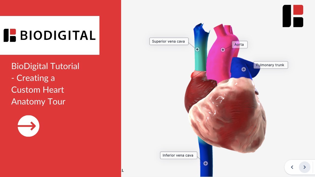 BioDigital Tutorial - Creating a Custom Heart Anatomy Tour - YouTube