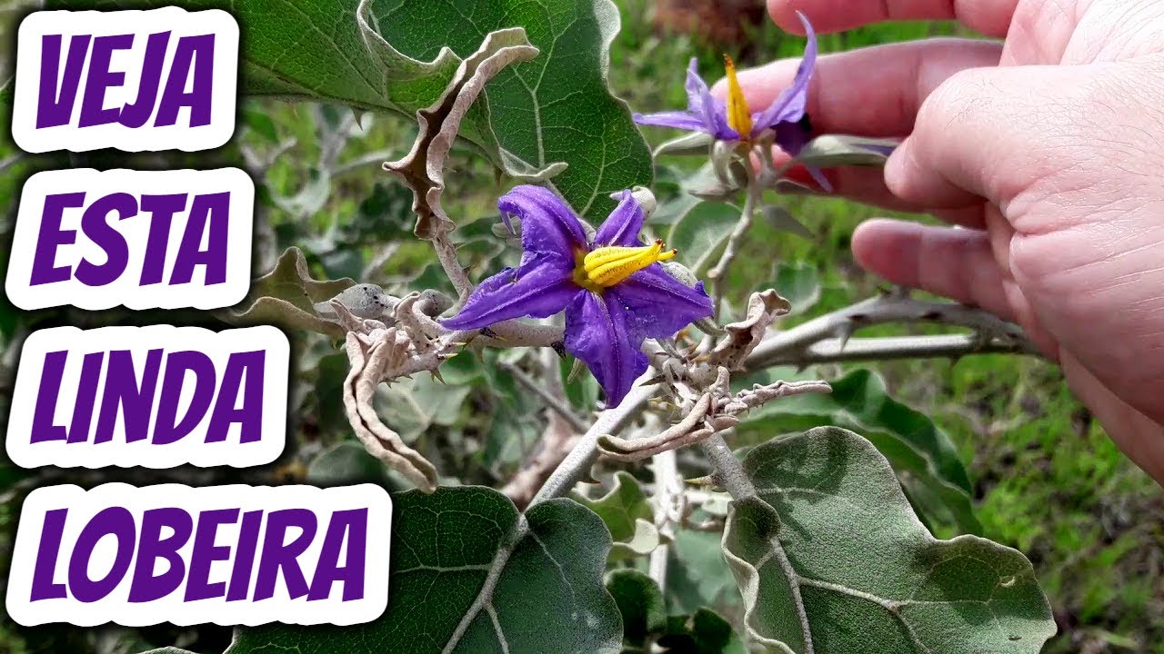 Pé de Lobeira Fruta de lobo produzindo flores para dar frutos. Planta ...